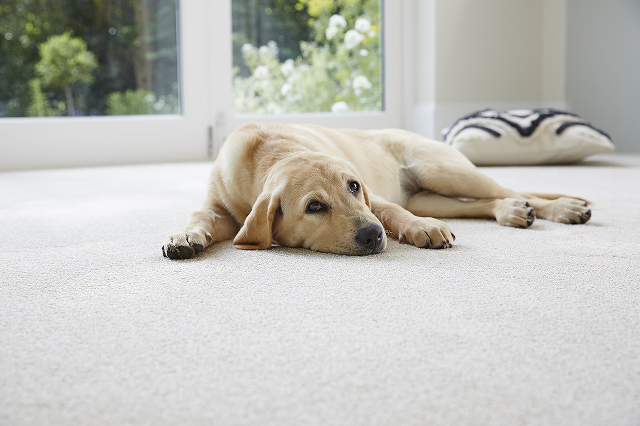 How To Choose A Pet Friendly Carpet Cormar Carpets